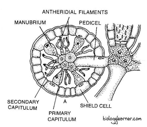 Chara Features Occurrence Structure Reproduction