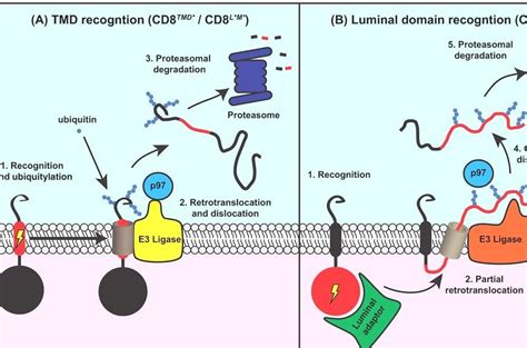 Transmembrane Protein Transmembrane Domains