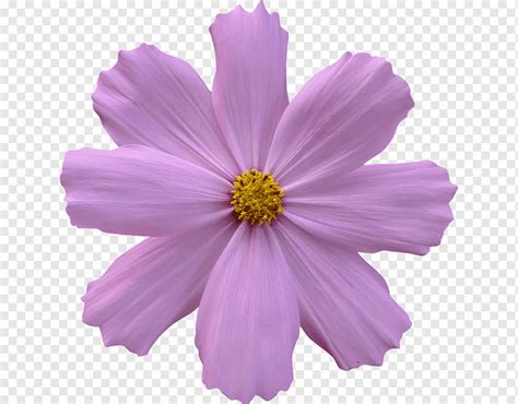 정원 코스모스 화원 꽃 자 제비꽃 꽃밭 Png Pngwing