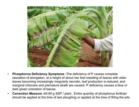 Banana Plant Deficiency Symptoms And Corrective Measures Compatibili