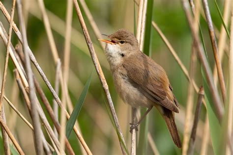 Reed Warbler By James West Birdguides