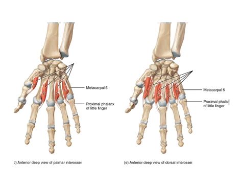 Muscles Palmar And Dorsal Interossei Quiz