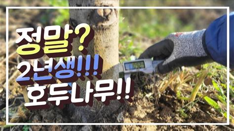 과실수 퇴비 유박 비료 시비 시기 및 시비방법 호두나무 식재 2년생 결과지 형성 조실성 박피 호두 묘목 분양 010