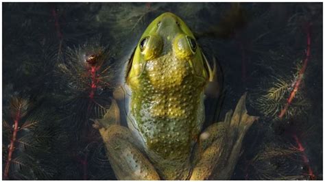 Codepen Home Svg Image Sequence Masks