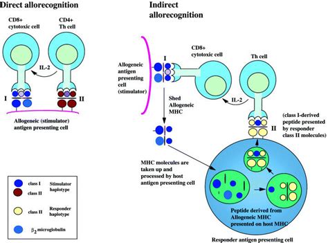Diagrammatic Representation Of The Direct And Indirect Pathways Of