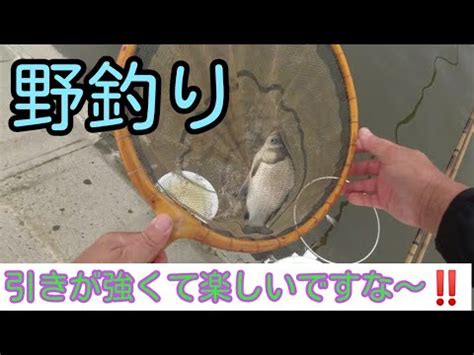 へら鮒 手賀沼水系で野釣り 千葉県 印西市 YouTube