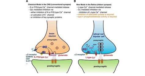 Process Of Synaptic Inhibition