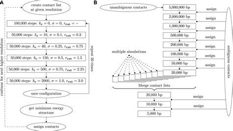 Frontiers Reconstructing Diploid 3d Chromatin Structures From Single Cell Hi C Data With A