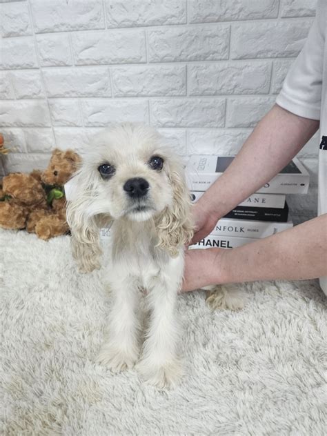 코카스파니엘미유 강아지책임무료분양 강아지분양 고양이분양 컴투펫 시츄 셔틀랜드쉽독 말티푸 미니핀 치와와 요크셔테리어 포메라니안 말티즈 분양