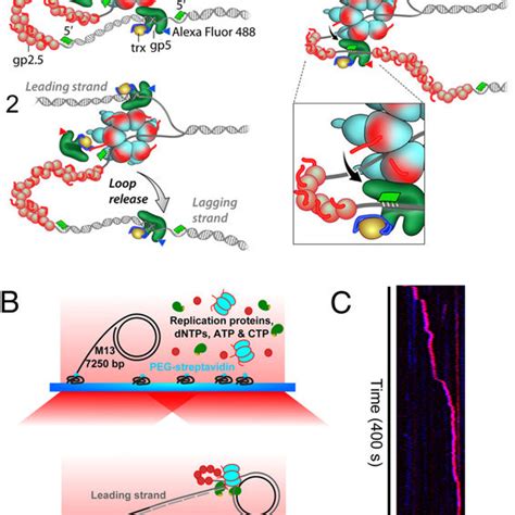 Single Molecule Replication Experiment A Schematic Of Hypothesized