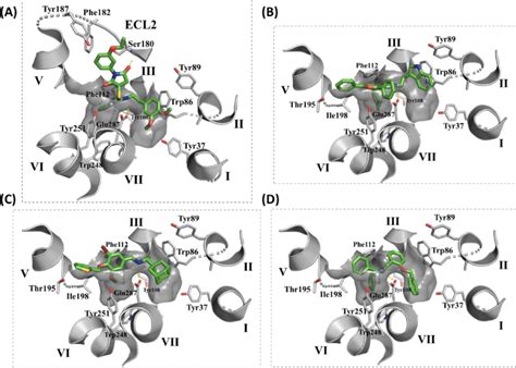 graphical representation of the mvc binding pocket of ccr5 pdb code