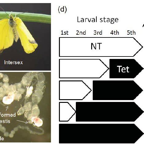 The Sex Determination Cascade In Drosophila Melanogaster PeSxl Download Scientific Diagram