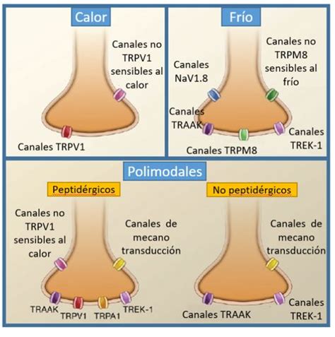 Nociceptores Dolopedia