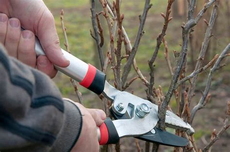 Tips For Healthy Pruning Practices Earthworks WNC