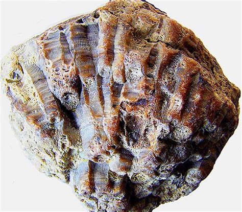 Coral But What Type Fossil ID The Fossil Forum