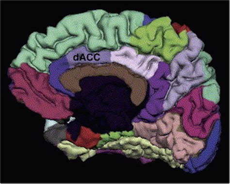 Dorsal Anterior Cingulate Cortex Dacc Region Of Interest Obtained