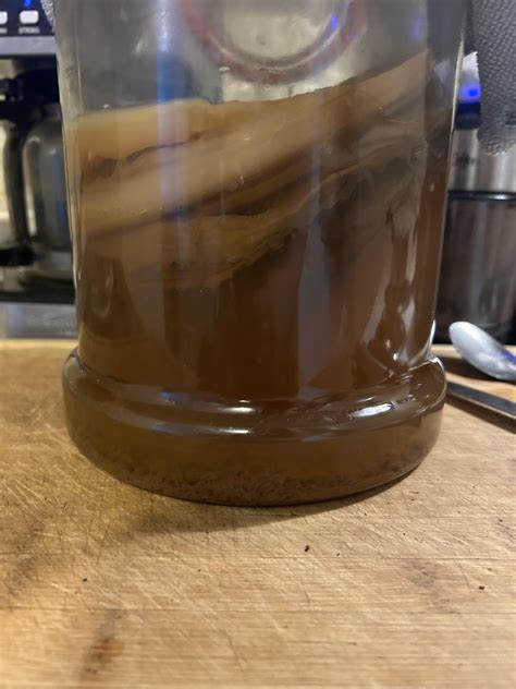 My Scoby Is Still Alive And Its Quadrupled What Do R Kombucha