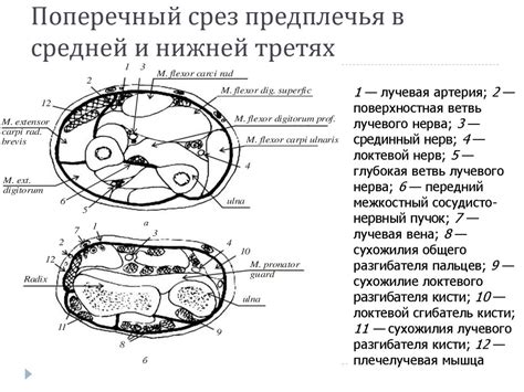 Топографическая анатомия верхней конечности продолжение Область предплечья и кисти