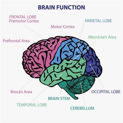 Anatomy Prefrontal Cortex Brain Over 41 Royalty Free Licensable Stock Vectors Vector Art