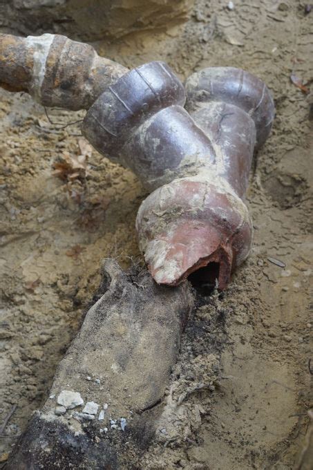 How To Identify And Repair Tree Root Damage In Your Pipes Rite Tech Plumbing