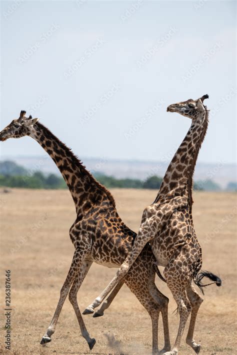 How Do Giraffes Mate