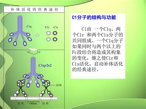 3 补体系统 Complement Jules Bodet Discoverer of complement ppt