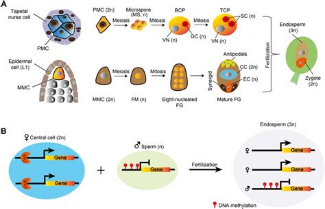 Germline Development And Double Fertilization In Plants A Schematic Download Scientific