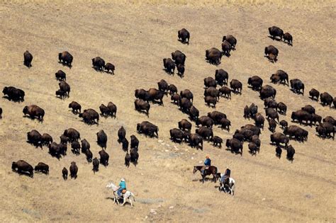 Photo Gallery 36th Annual Bison Roundup At Antelope Island State Park