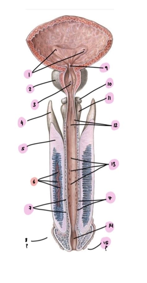 External Male Genitals Diagram Quizlet External Male Genitals Diagram Quizlet