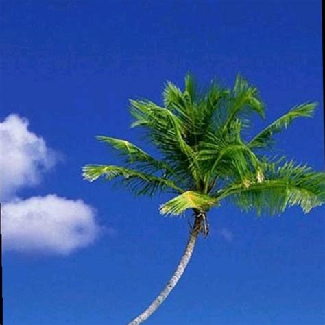 Matthew Tomaszewski Registered Nurse Mclaren Macomb Medical Center