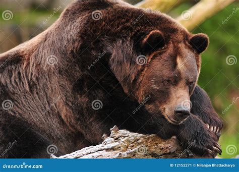 Lazy Bear Stock Image Image Of Park Looking National 12152271