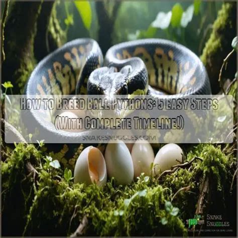 How To Breed Ball Pythons 5 Easy Steps With Complete Timeline