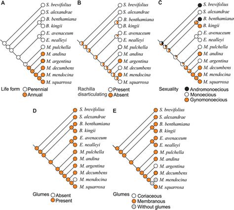 Maximum Likelihood Ancestral Character State Reconstructions Of Download Scientific Diagram