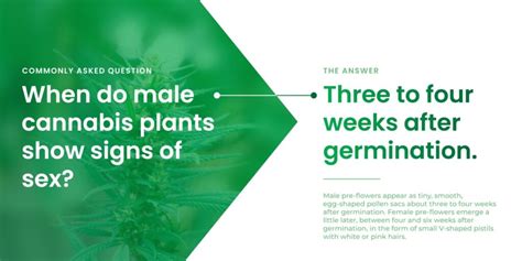 When Do Cannabis Plants Show Gender