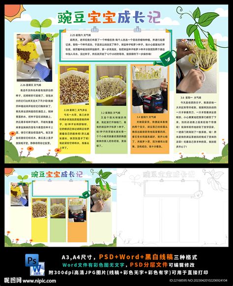 豌豆观察日记植物生长记录小报设计图 其他 广告设计 设计图库 昵图网