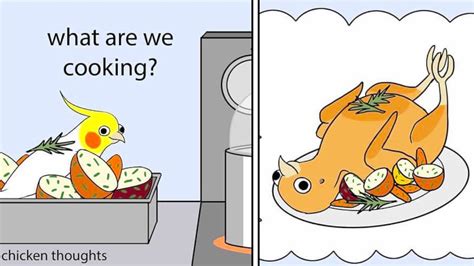Funny Chicken Thoughts Comics Illustrated By A Bird Owner 10 Youtube