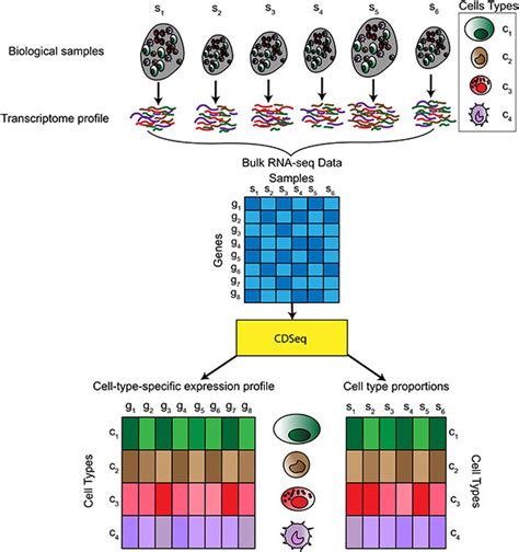 Cdseq A Novel Complete Deconvolution Method For Dissecting