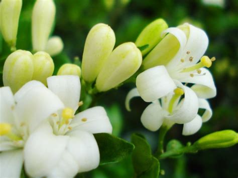 夜来香冬季需要修剪吗什么时候开花 花海建设 长景园林网