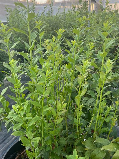 Derya Demir On Linkedin 🌱 Derya Demir On Linkedin 🌱