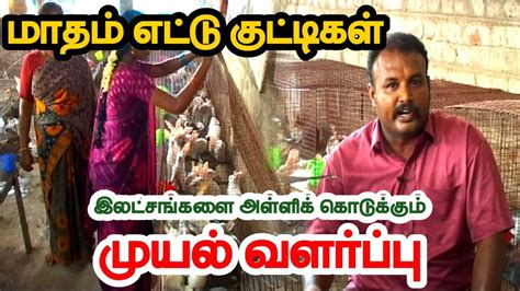 முதலீடோ குறைவு லாபமோ அதிகம் முயல் வளர்ப்பில் இத்தனை விசயங்கள் இருக்கா Rabbit Farm