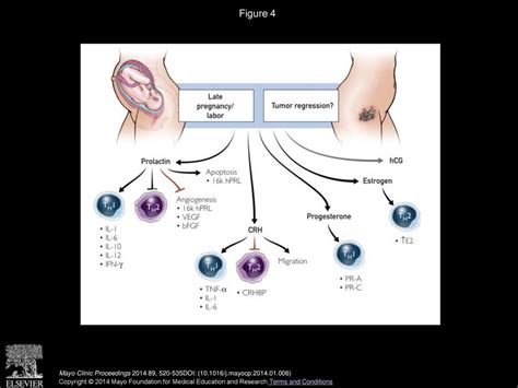 Elizabeth Ann L Enninga BS Shernan G Holtan MD Douglas J Ppt Download