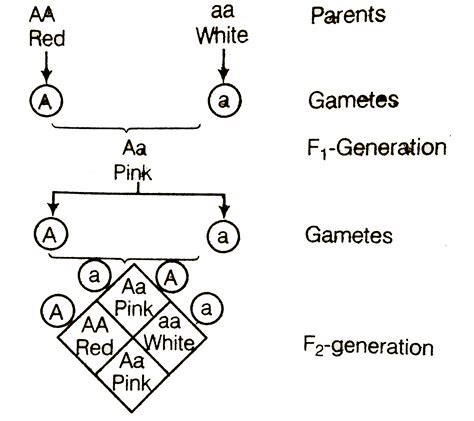 Monohybrid Cross F2 Generation