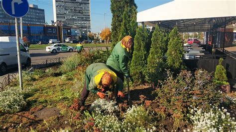 У Дніпровському районі масово висаджують кущі та квіти Вечірній Київ