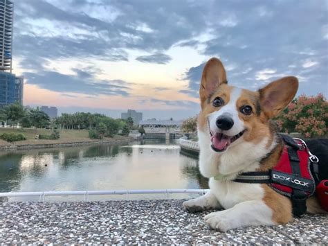 獣医師解説！犬のパスツレラ症〜原因、症状、治療法〜 Life With Dogs And Cats