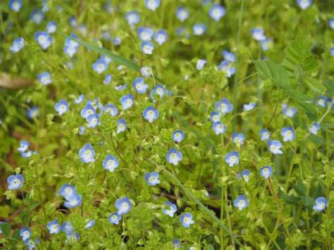 山好き花好き2 花散策