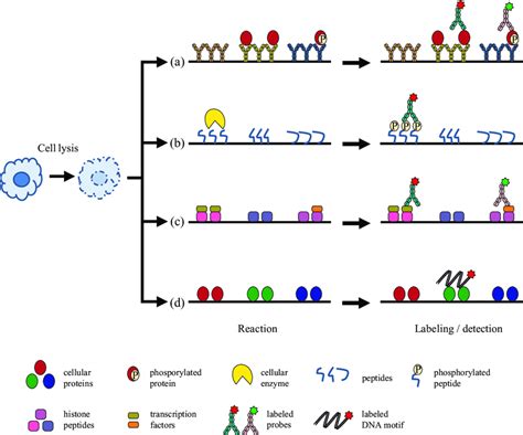 Measurement Of Cellular Components On Planar Microarrays After Download Scientific Diagram
