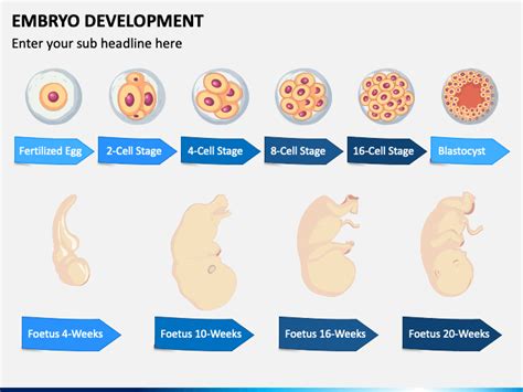 Embryo Development PowerPoint And Google Slides Template PPT Slides