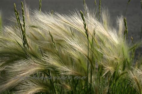 밀 보리 아님 호밀