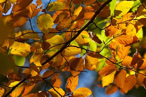 나뭇잎 숲 떨어지다 Pixabay의 무료 사진 Pixabay