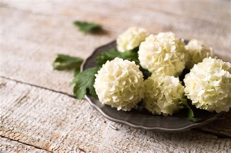 테이블 꽃 나뭇잎에 누워 회색 접시에 아름 다운 라일락 흰색 나무 배경에 스튜디오를 촬영했습니다 공간을 복사합니다 사진 Unsplash의 책상 이미지